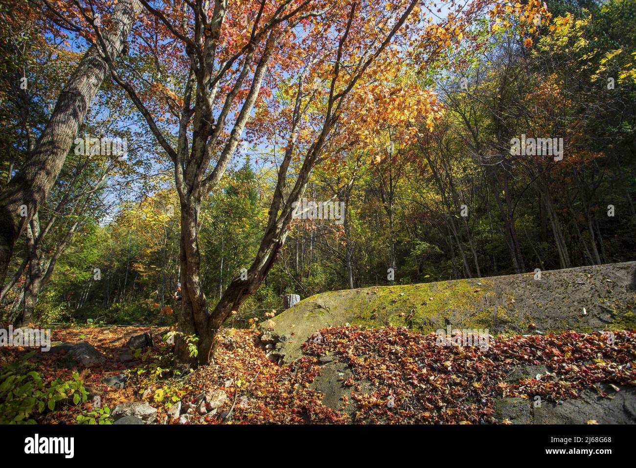 Autumn color Lin Stock Photo - Alamy