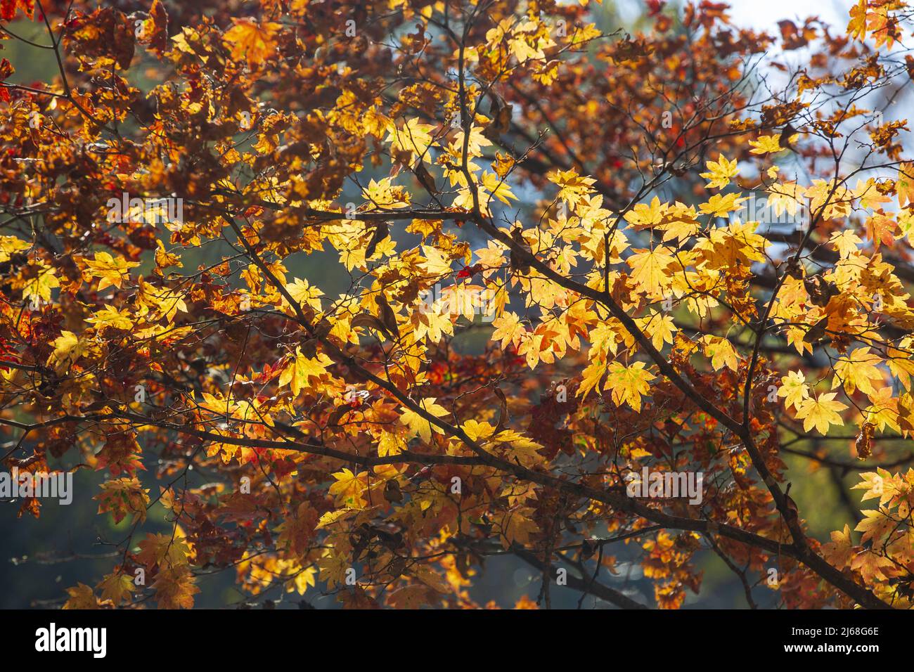 Autumn color Lin Stock Photo - Alamy