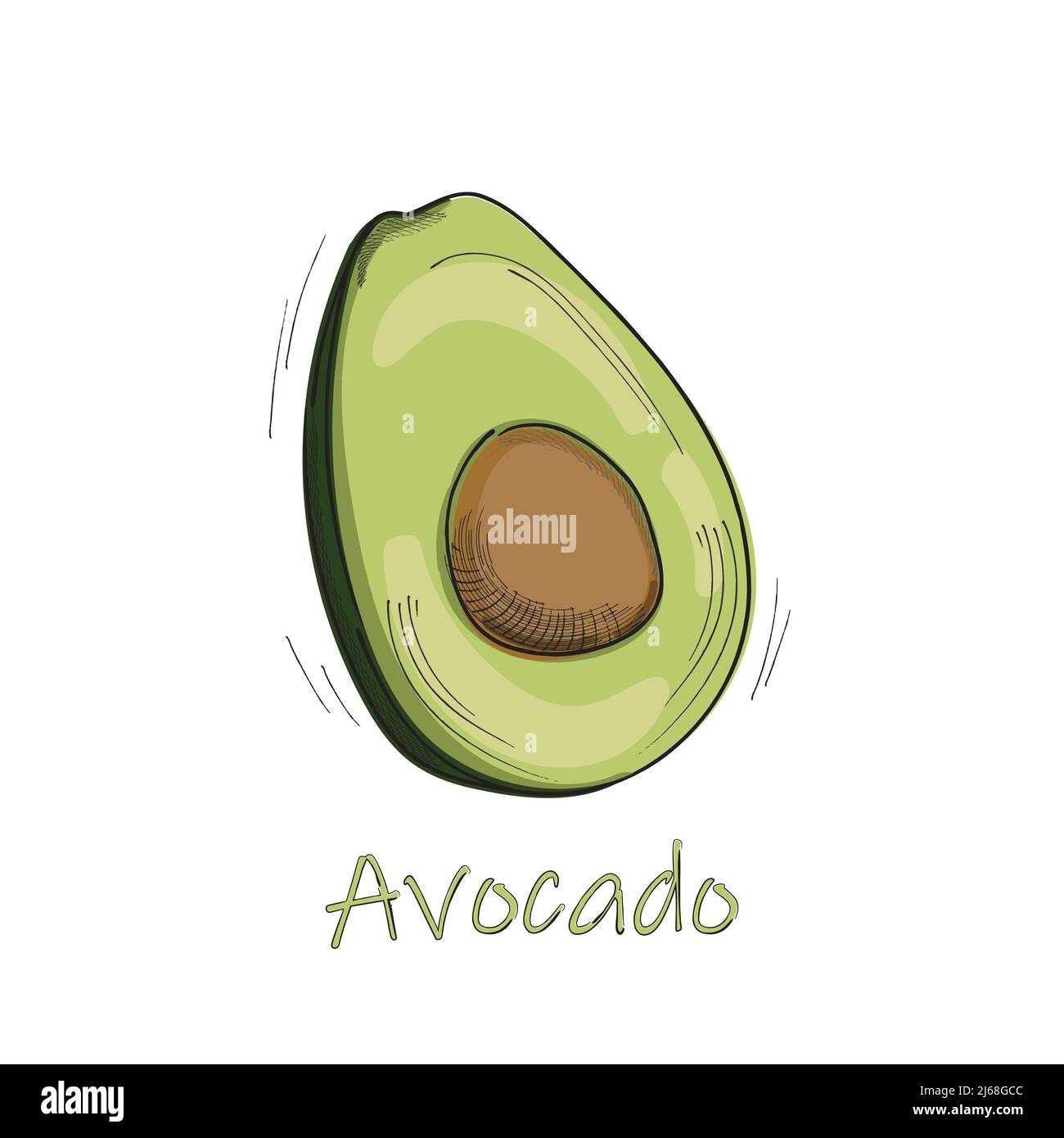 Avocado hand drawn vector illustration. Sketch tropical summer fruit ...
