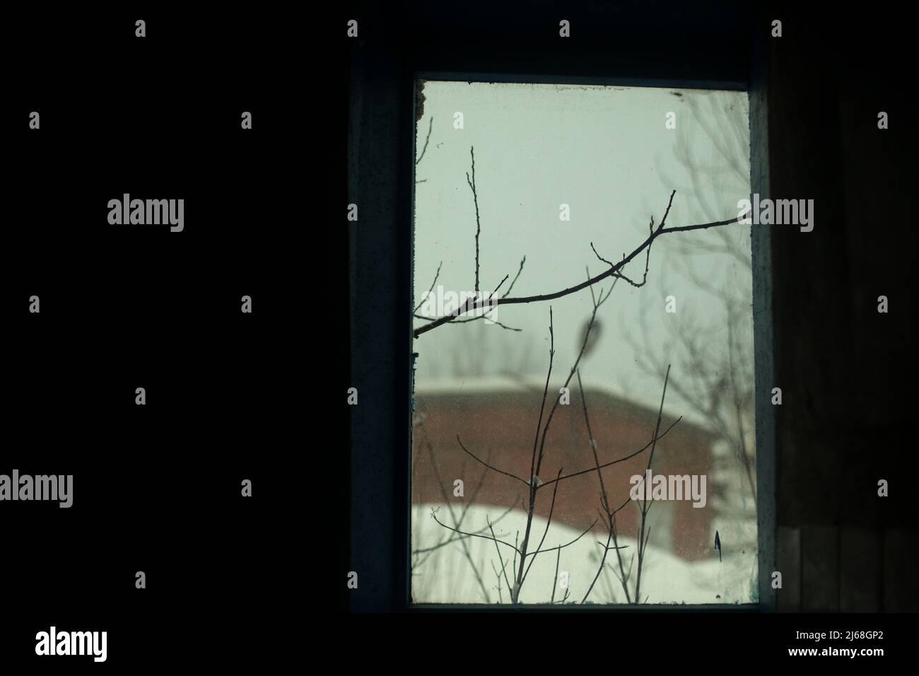 Tree branches outside window. View from window to street. Industrial ...