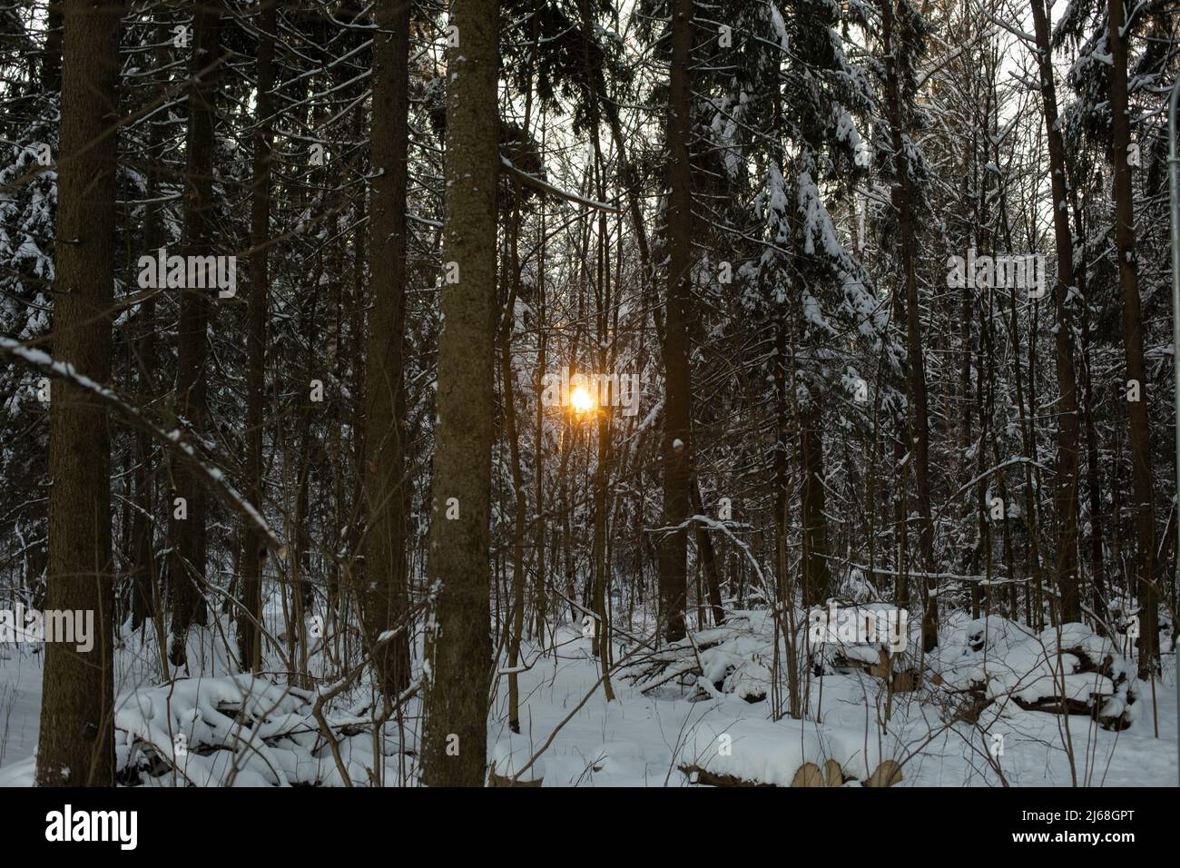 Sun through trees in winter. Sun is setting. Trees in forest. Natural ...