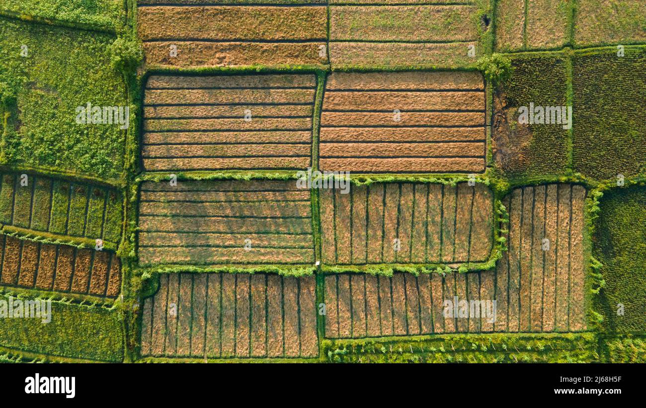 Aerial view, brown and green rice field pattern Stock Photo - Alamy