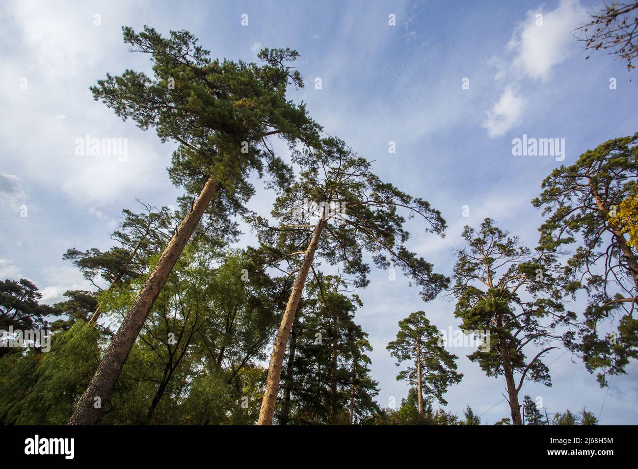 Baihe hi-res stock photography and images - Alamy