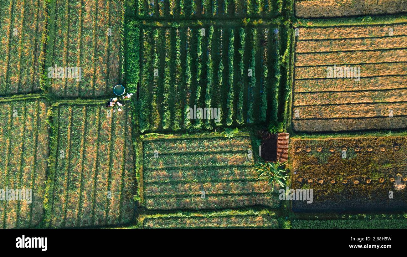 Aerial view, farmers take water for their rice fields with a view of ...
