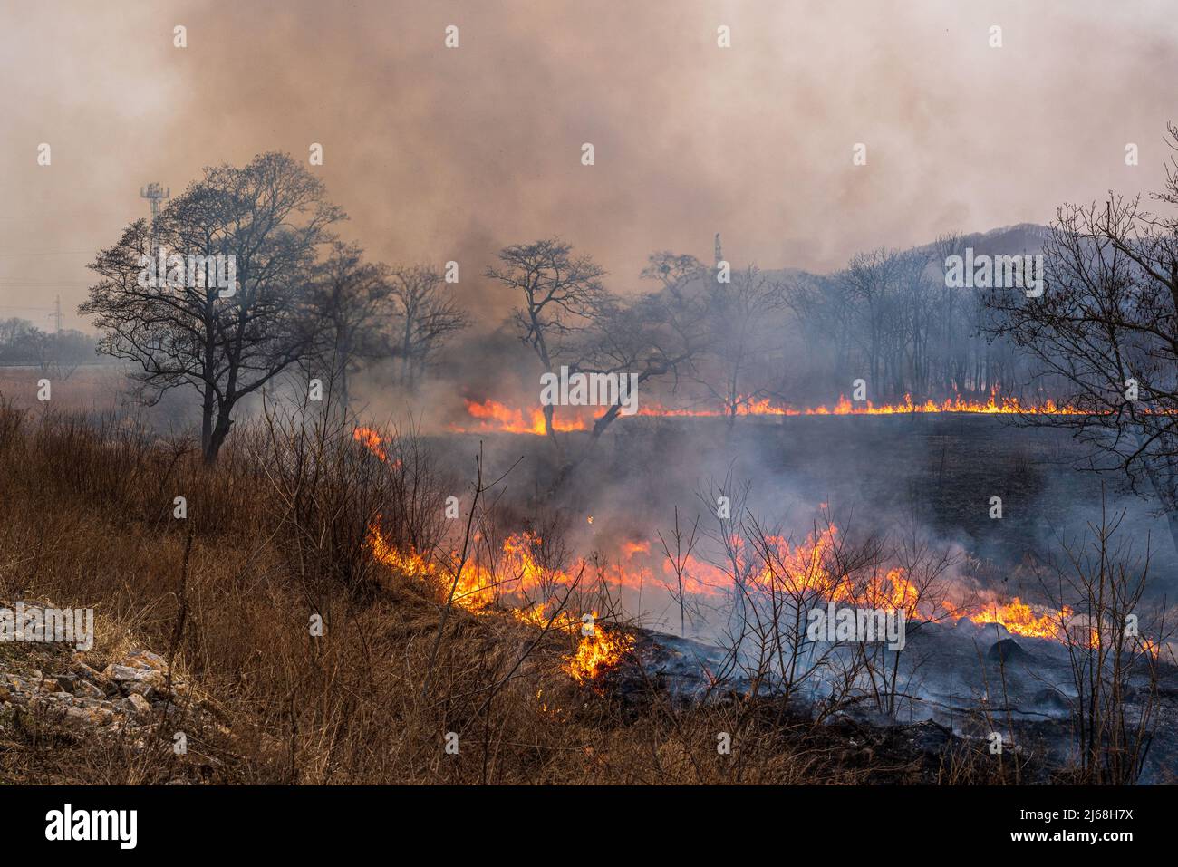 This photo shows a forest fire in Russia. The forest is on fire Stock ...
