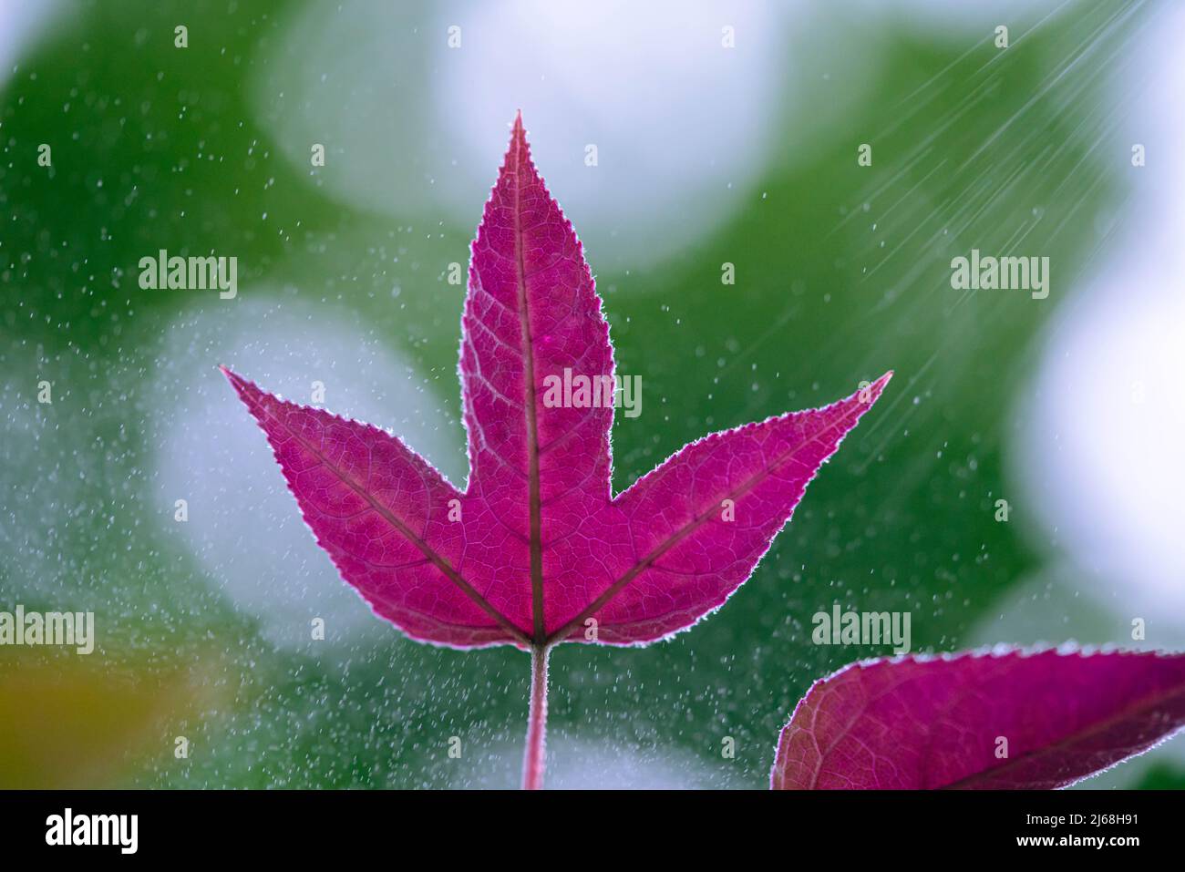 Pink maple leaf with sparkling water drops Stock Photo - Alamy