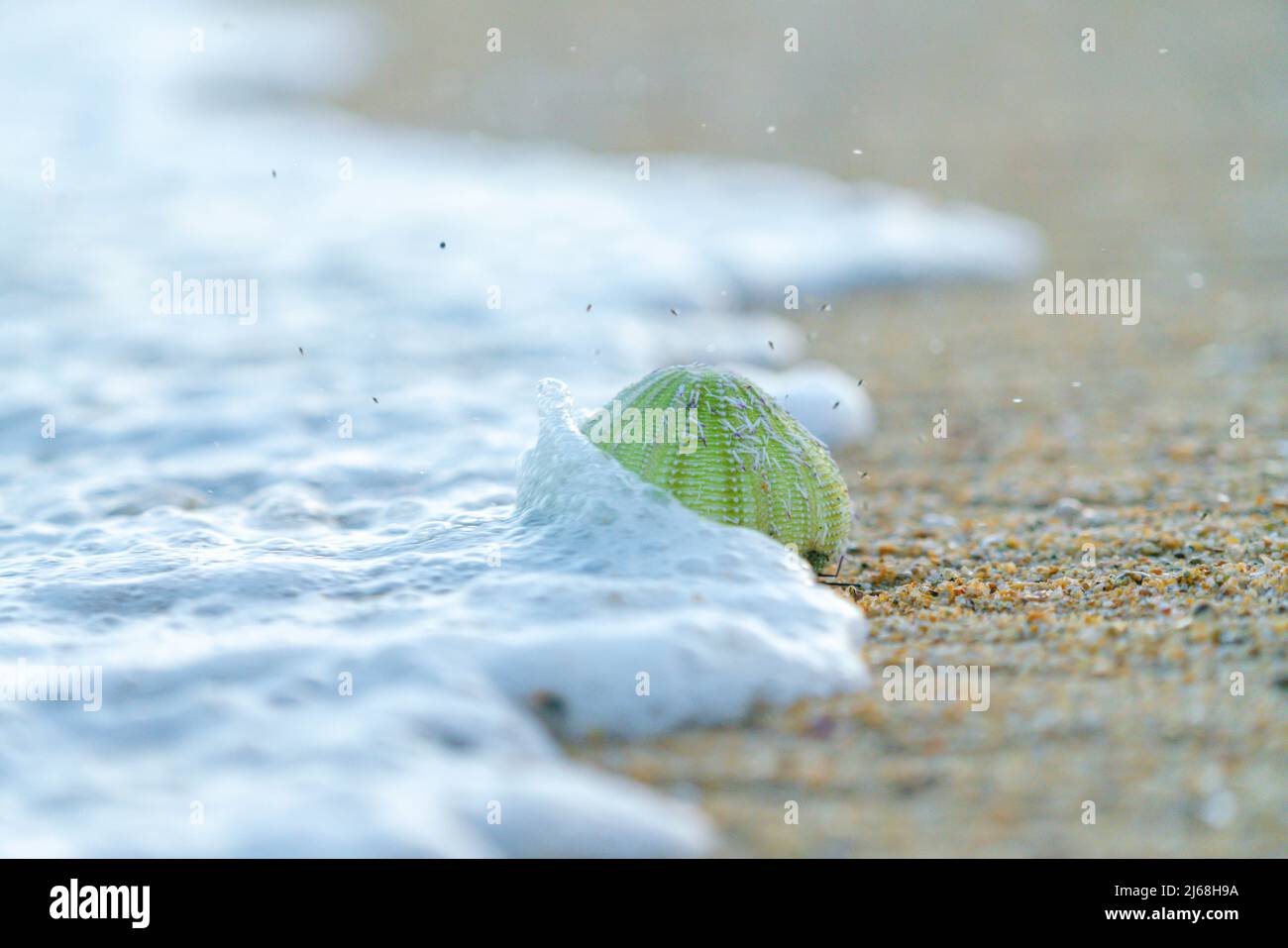 Sea urchin shell on the sand beach with water splash Stock Photo - Alamy