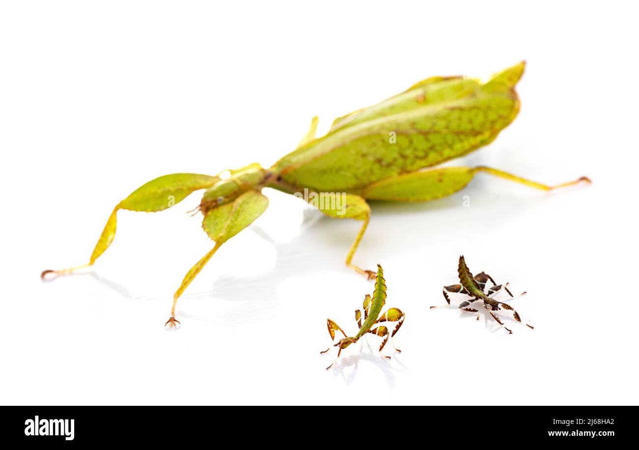 stick insect in front of white background Stock Photo - Alamy