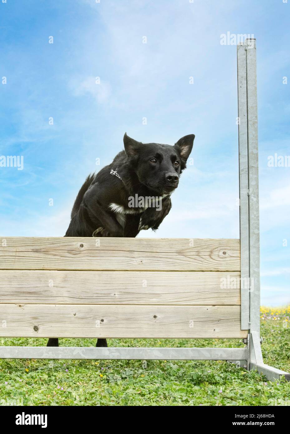 training for a border collie on a fence for obedience discipline Stock ...