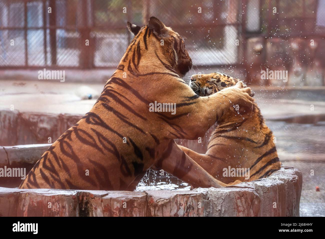 Tiger water splash hi-res stock photography and images - Alamy