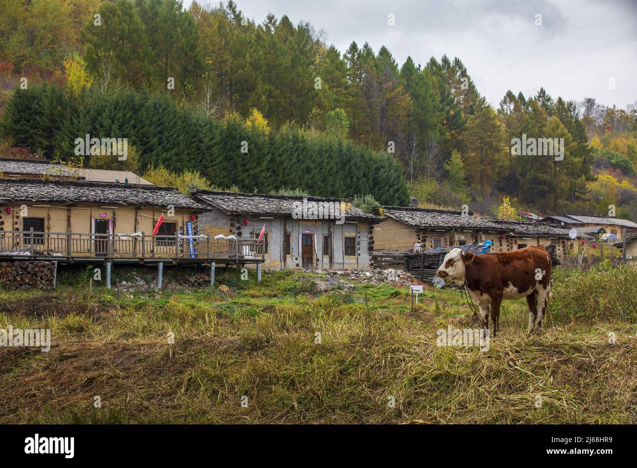 Jinjiang white hi-res stock photography and images - Alamy