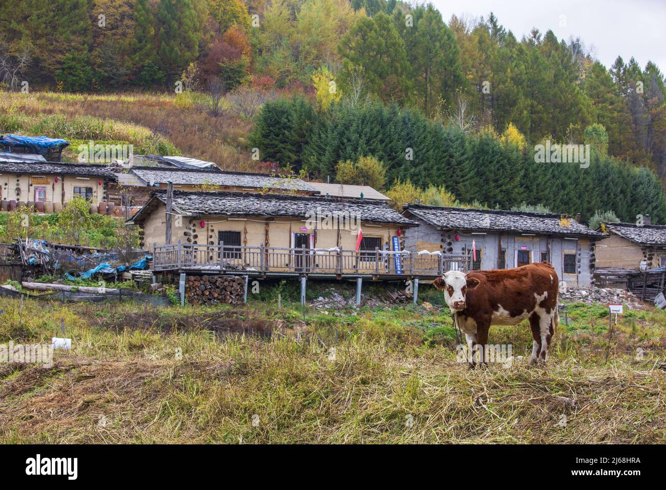 Jinjiang white hi-res stock photography and images - Alamy