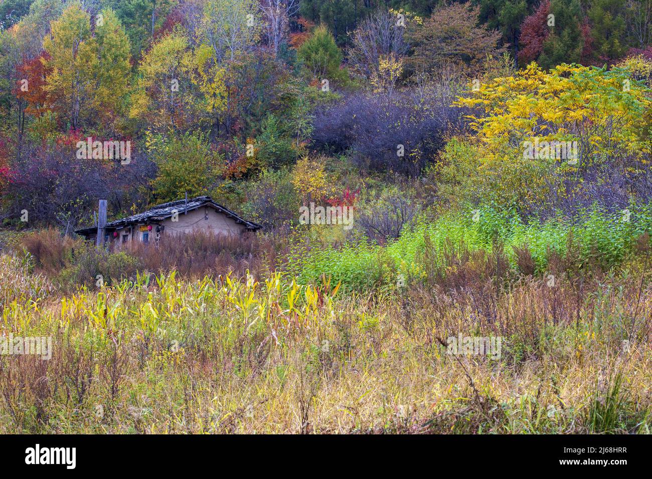 Jinjiang hut hi-res stock photography and images - Alamy