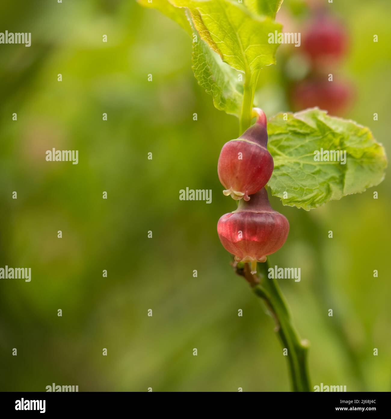 Devon wild flowers hi-res stock photography and images - Alamy