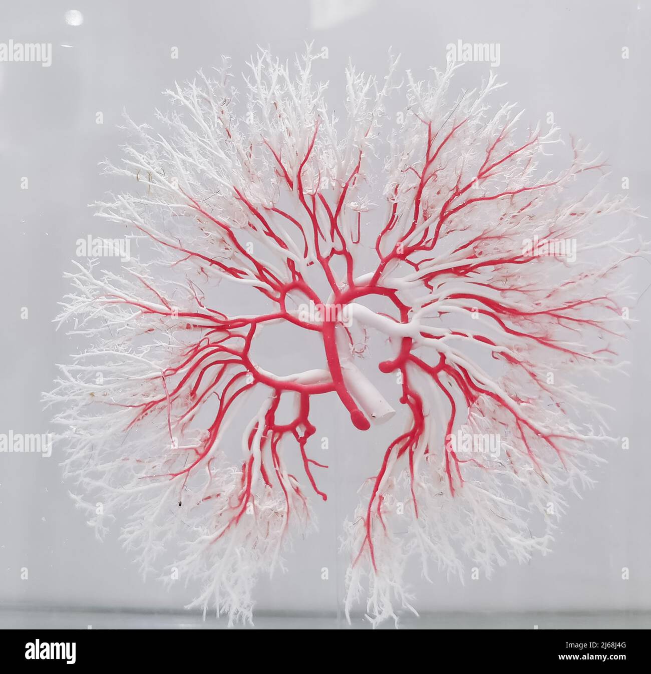 Organ blood vessel casting Stock Photo - Alamy