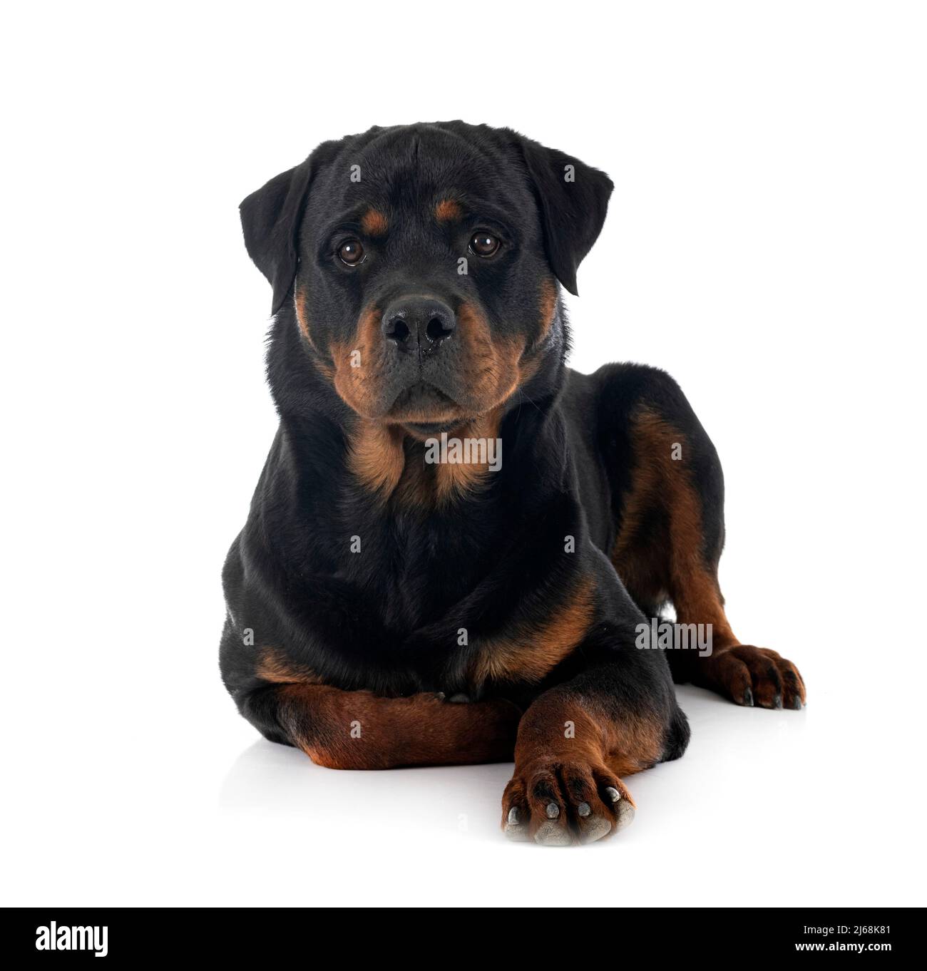 purebred rottweiler in front of white background Stock Photo - Alamy