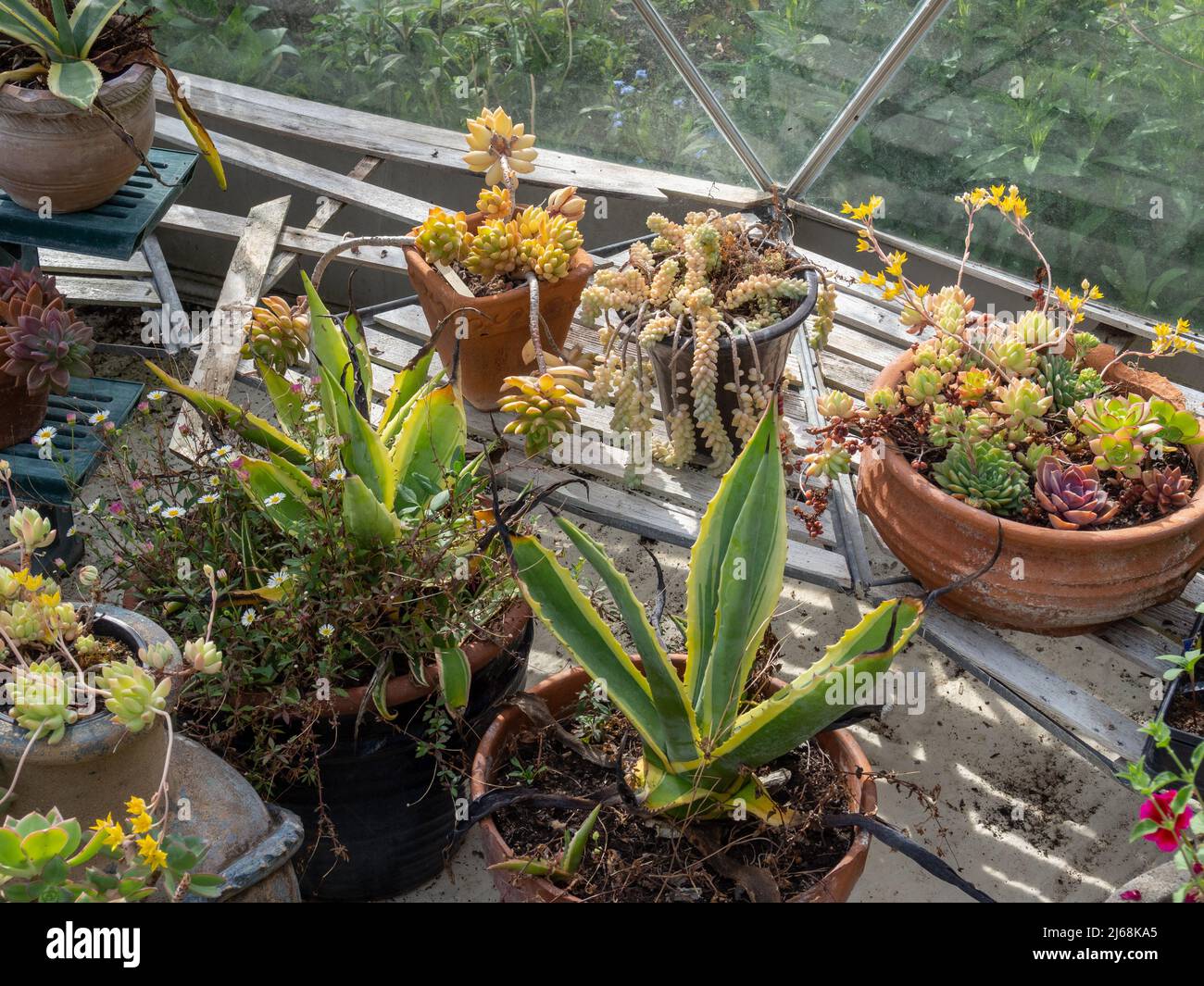 Succulents in pots hi-res stock photography and images - Alamy