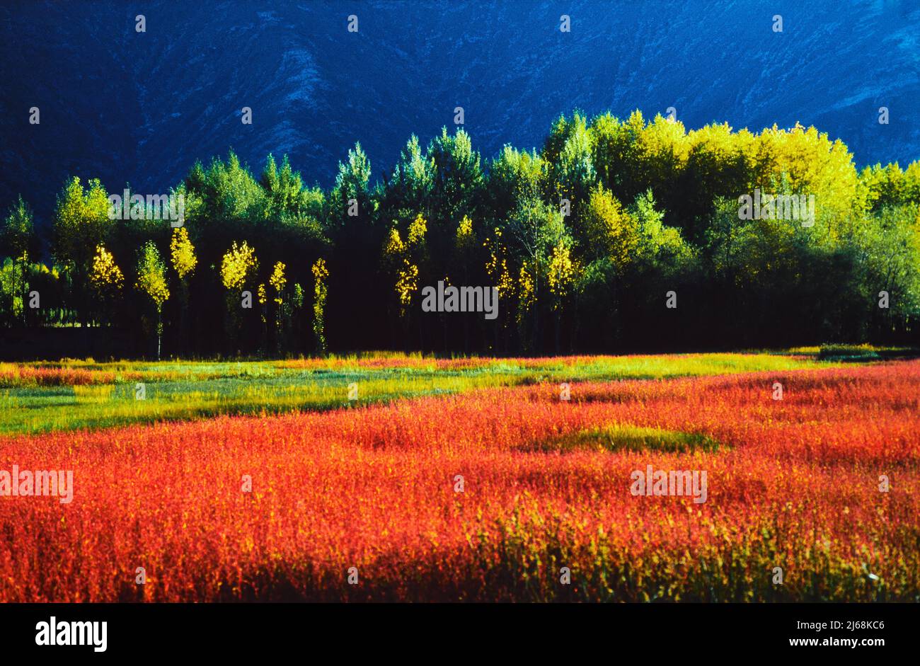China tibet lhasa painting on hi-res stock photography and images - Alamy