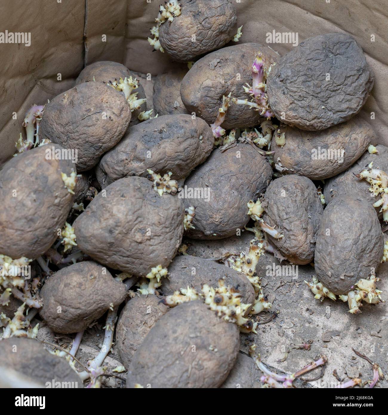 sprouted potato tubers close up, improper storage of vegetables Stock ...