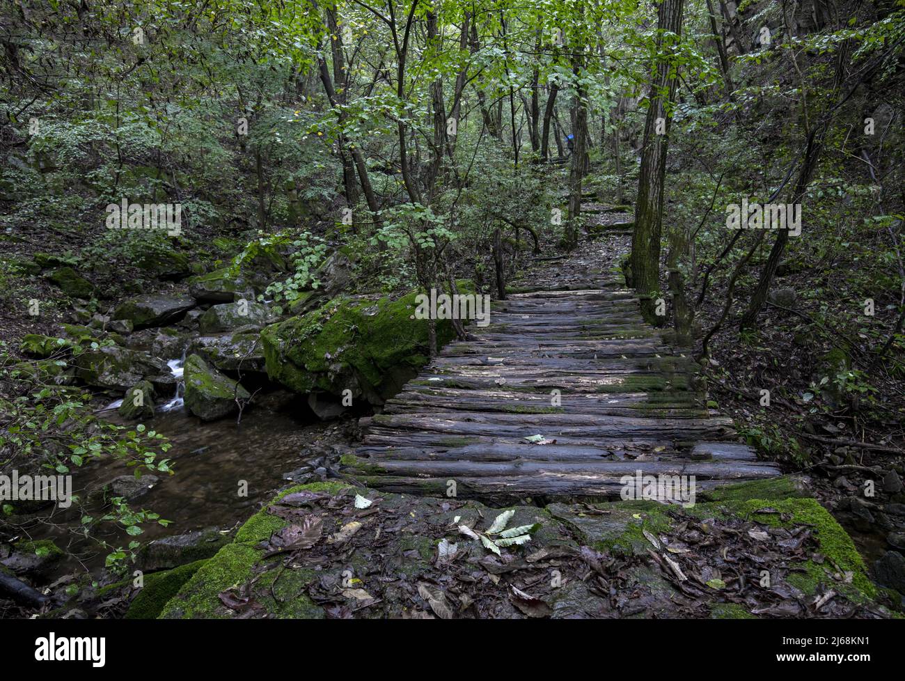 Chinas ecological landscape in the funiu jungle in western henan Stock ...