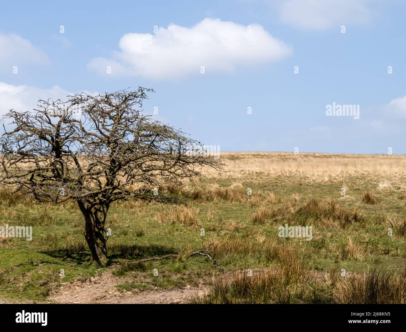Exmoor landscape, generic view with tree. April Stock Photo - Alamy