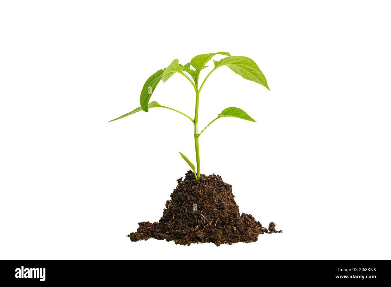 Plant sprout in ground solid isolated on empty white background. Seed ...
