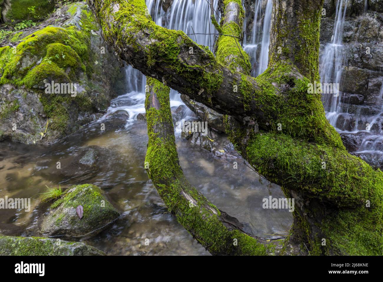 Chinas ecological landscape in the funiu jungle in western henan Stock ...