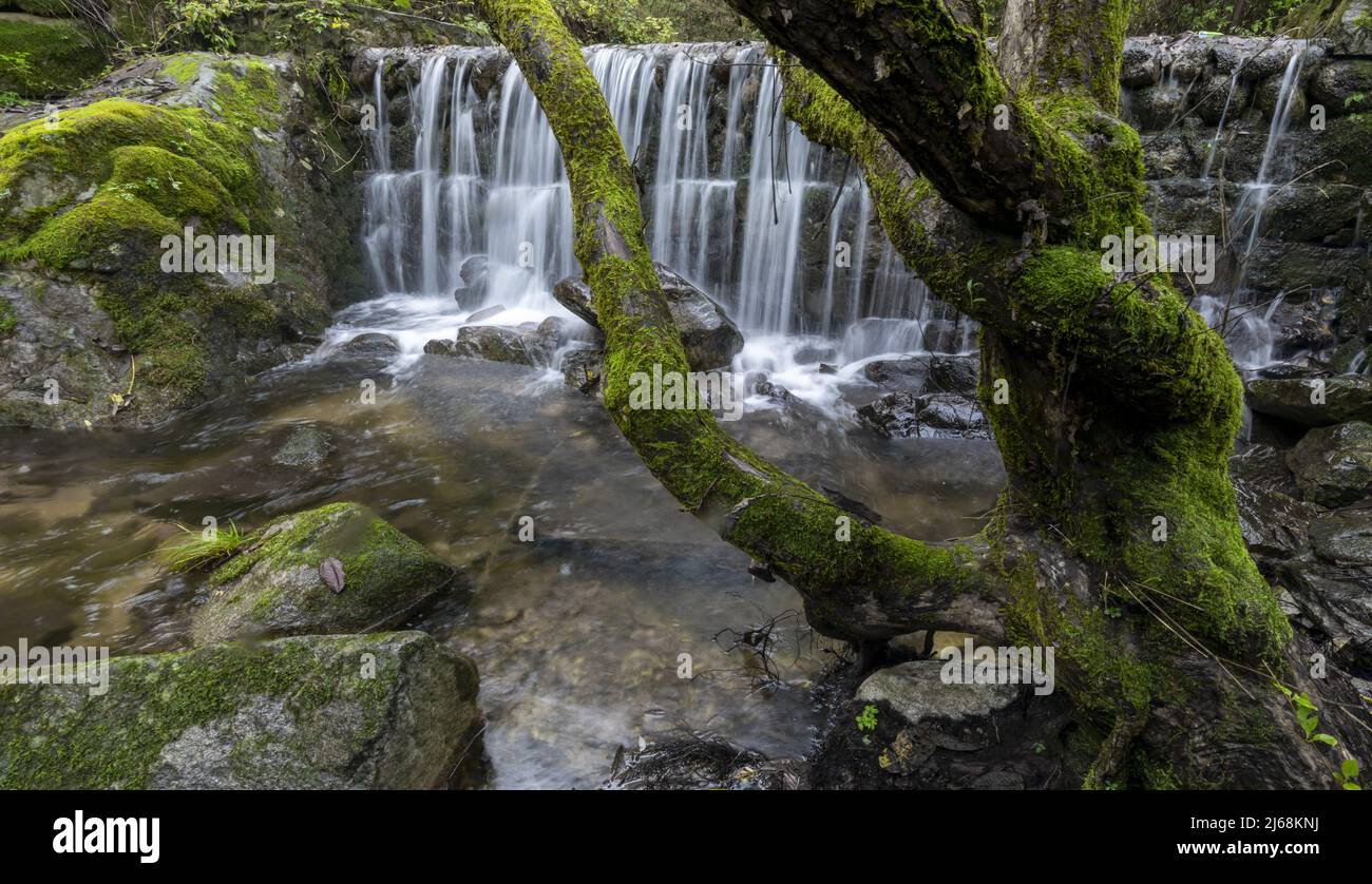 Chinas jungle hi-res stock photography and images - Alamy
