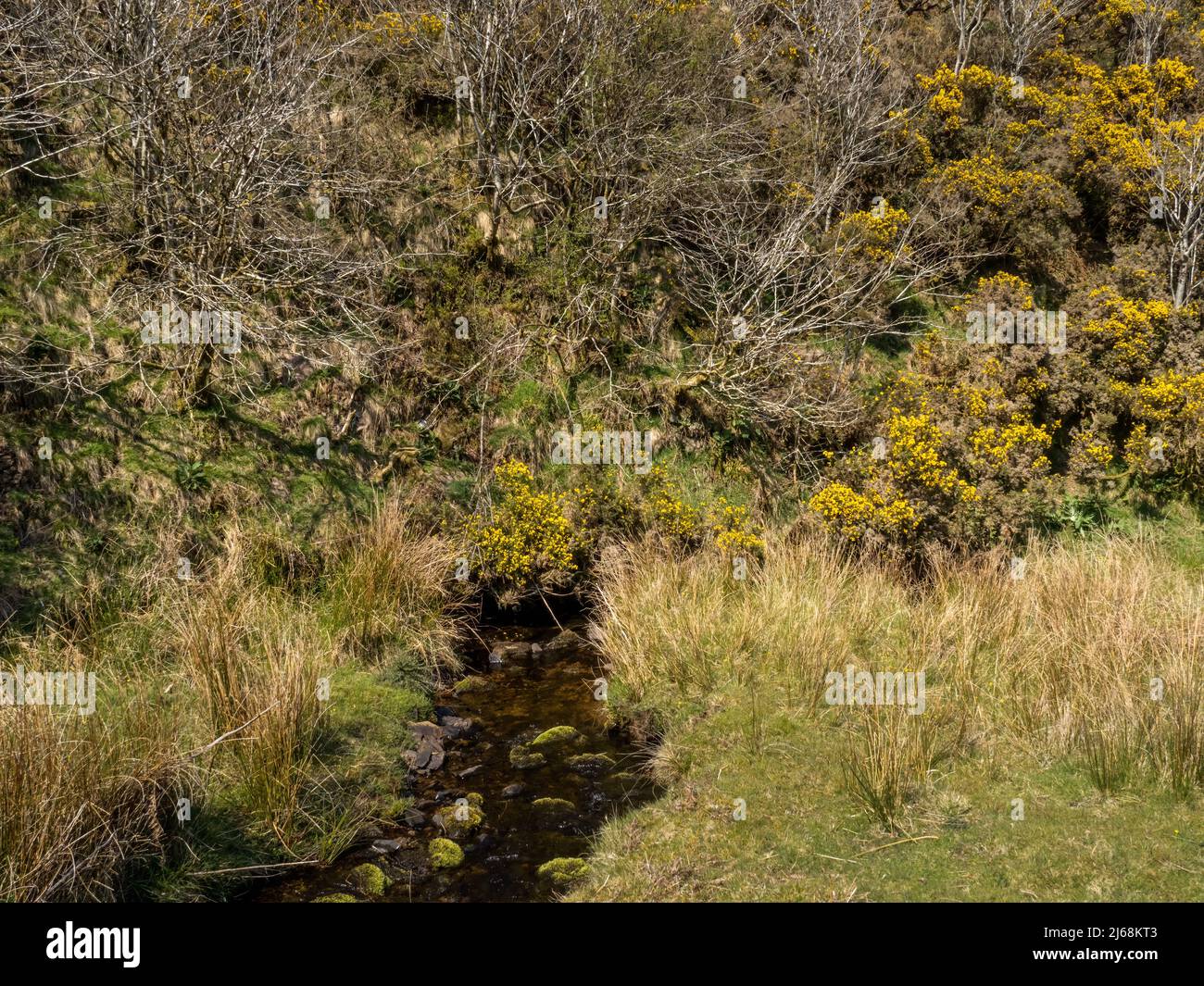 Exmoor landscape detail, with stream, in April Stock Photo - Alamy