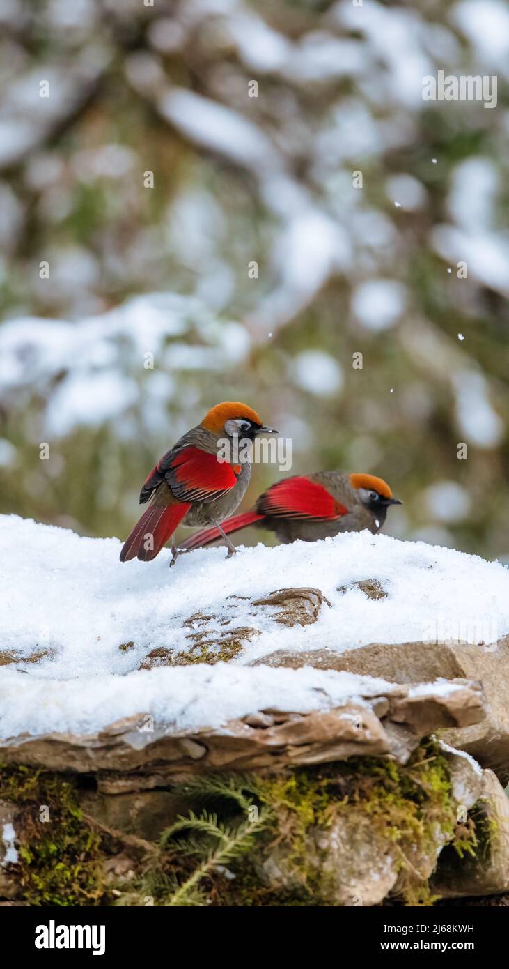 Red tail plants hi-res stock photography and images - Alamy