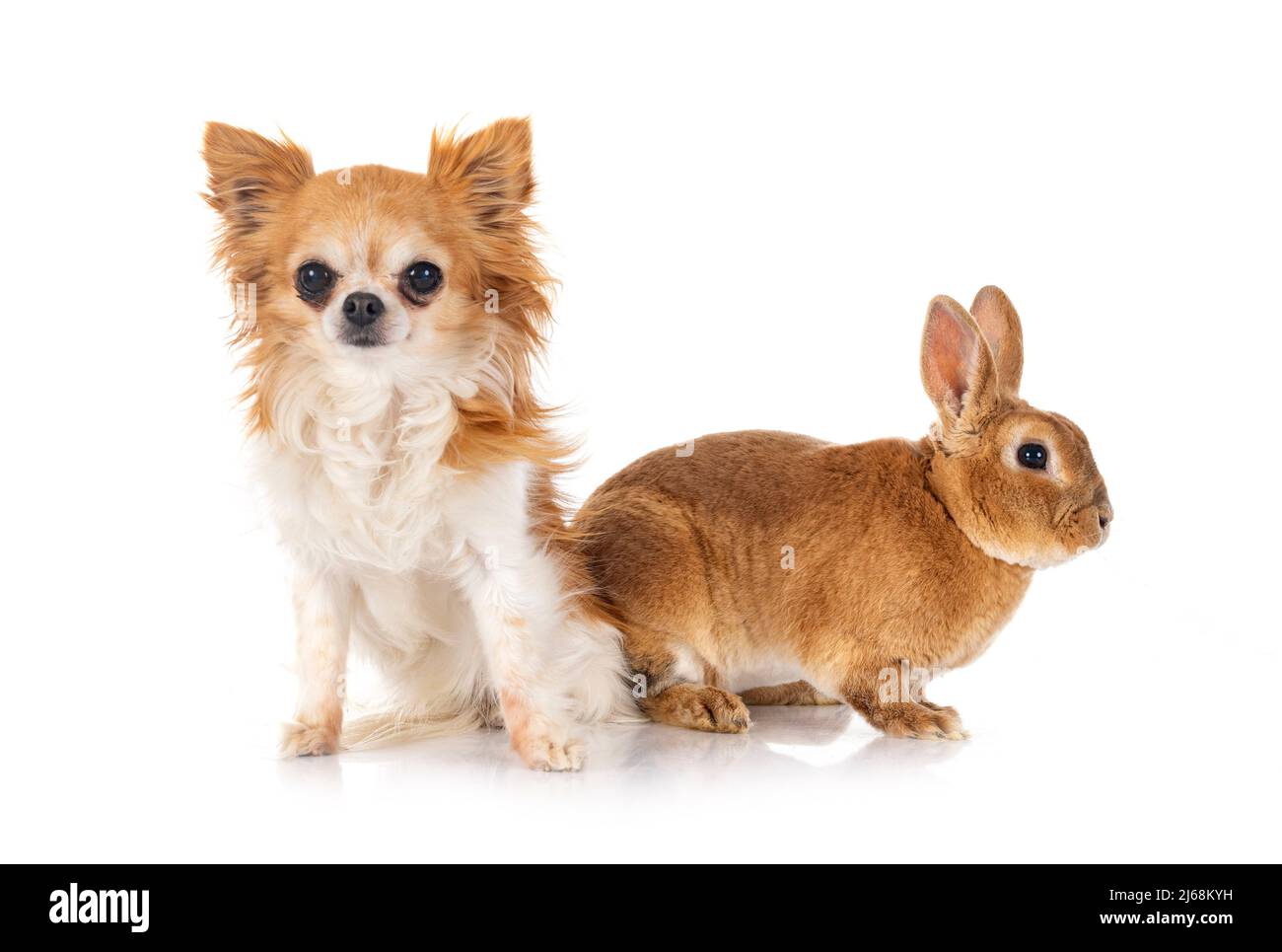 Rex rabbit and chihuahua in front of white background Stock Photo - Alamy
