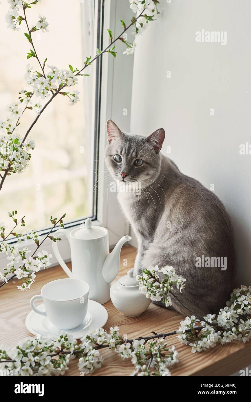 Spring cat with flowering branches. Pet kitten, beautiful cat with ...