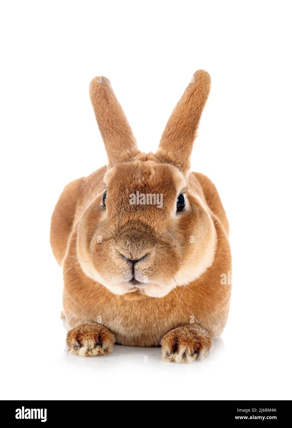 Rex rabbit in front of white background Stock Photo - Alamy