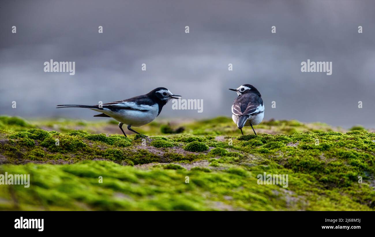 White face wagtail hi-res stock photography and images - Alamy