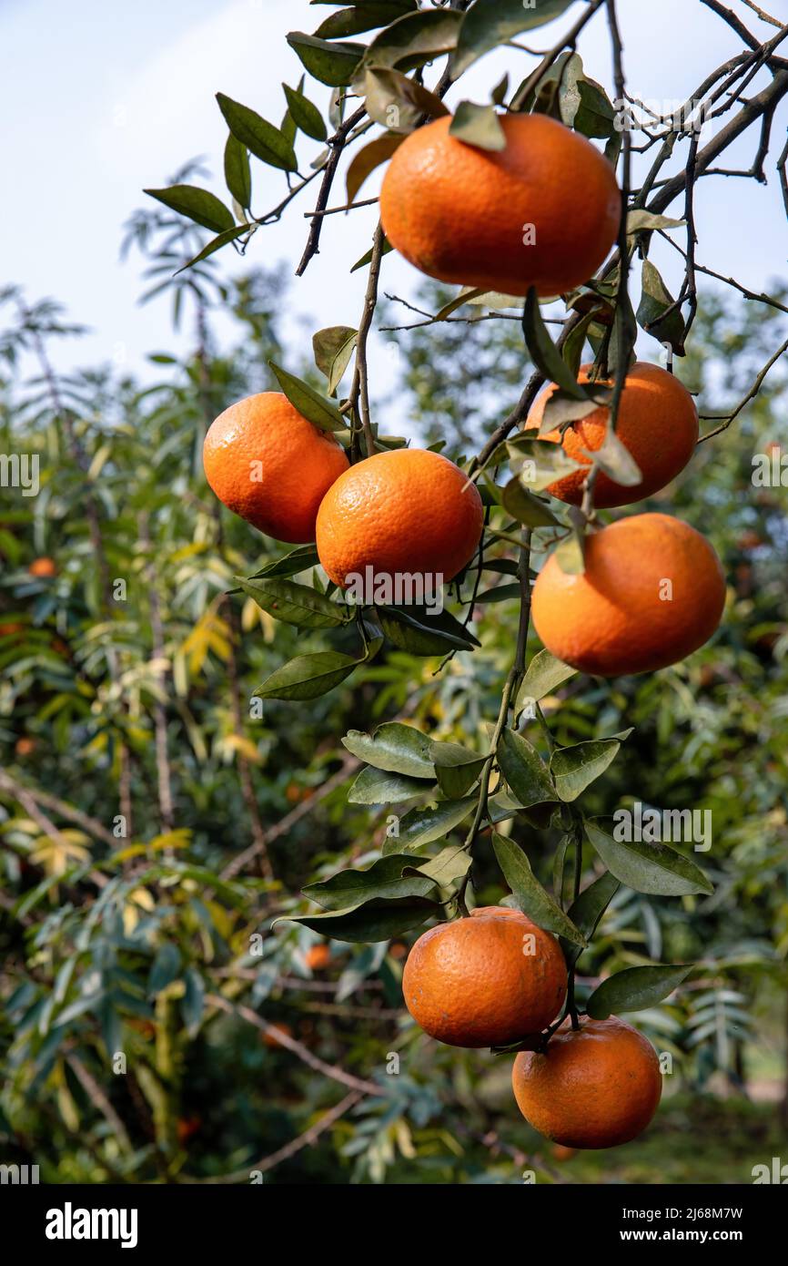 Chongqing countryside - orange Stock Photo - Alamy