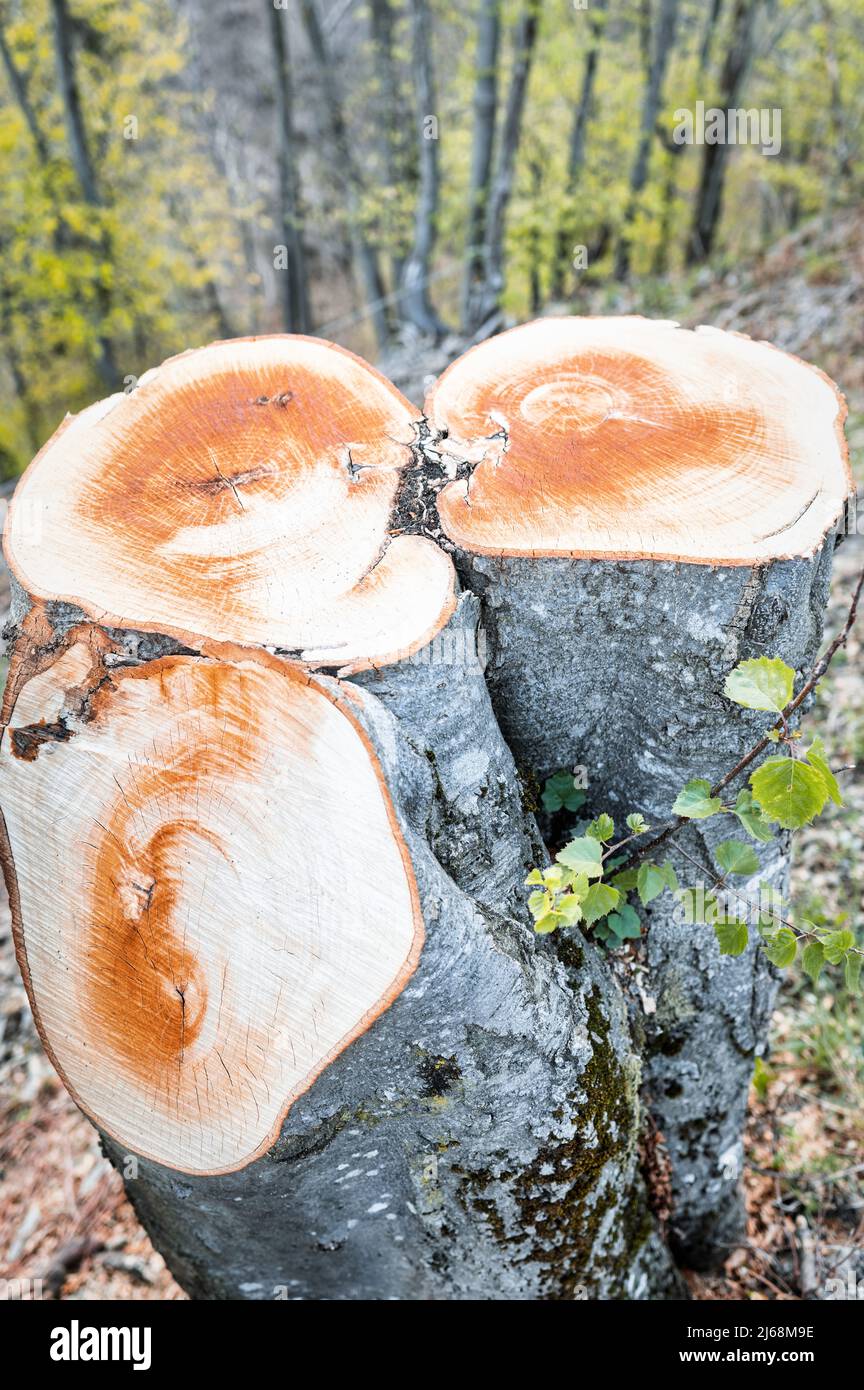 Beech in the woods cut to the trunk Stock Photo - Alamy