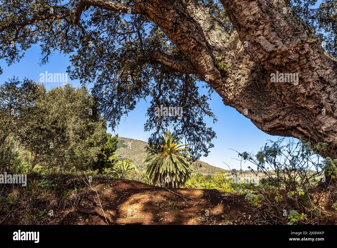 Flowers and trees in the Finca de Osorio Botanical Park near Teror ...