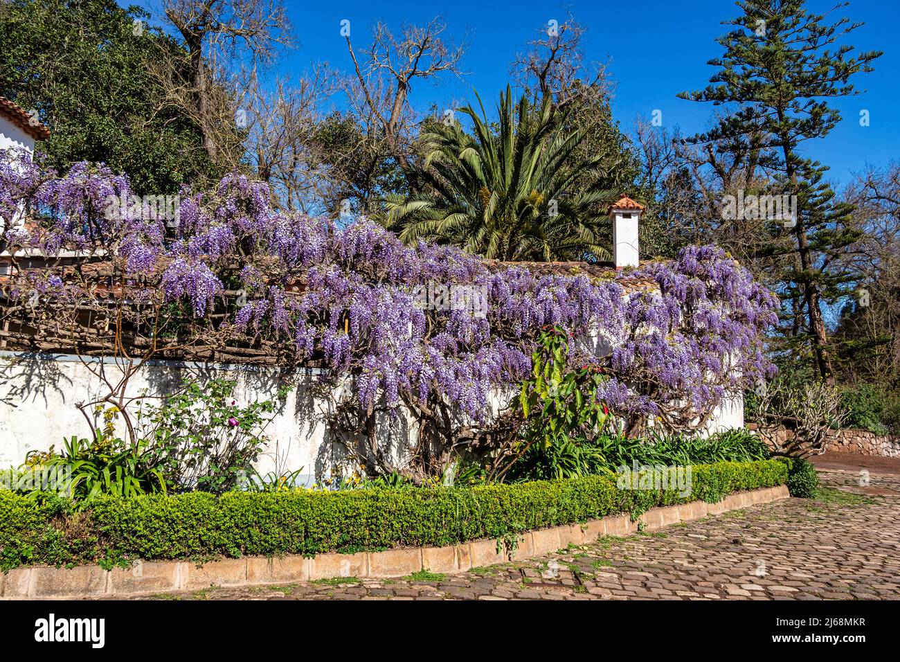 Flowers in the Finca de Osorio Park near Teror, Gran Canaria Island in ...
