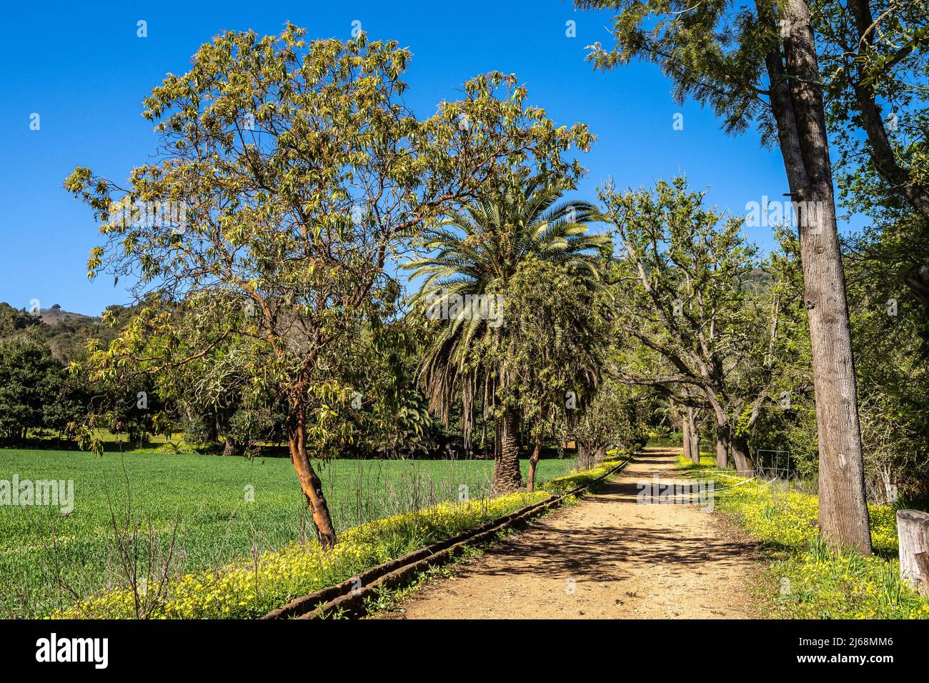 Flowers and trees in the Finca de Osorio Botanical Park near Teror ...