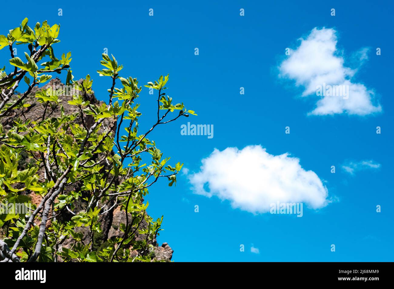 Fig tree with the first green figs of summer, a clear day with a blue ...