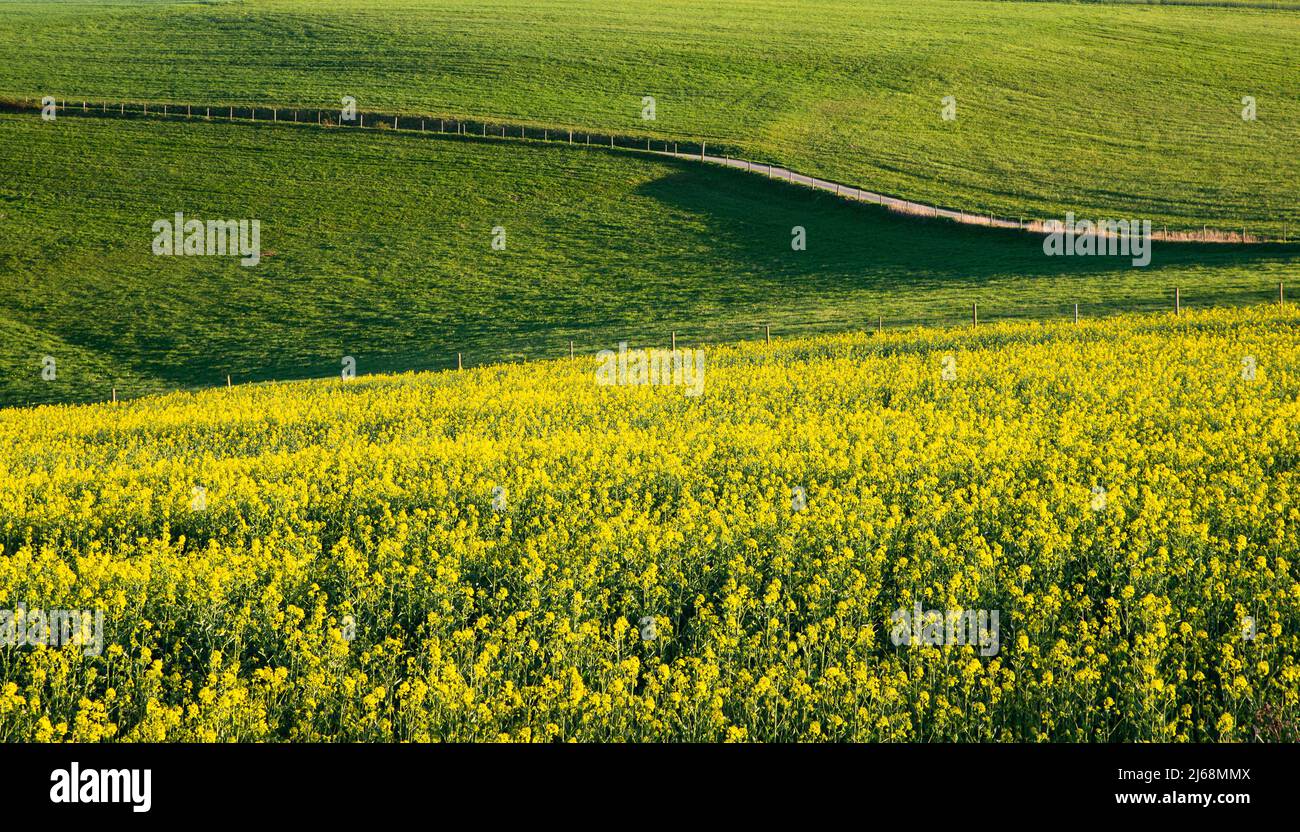 Landscape with yellow blooming raps field, agriculture in spring ...