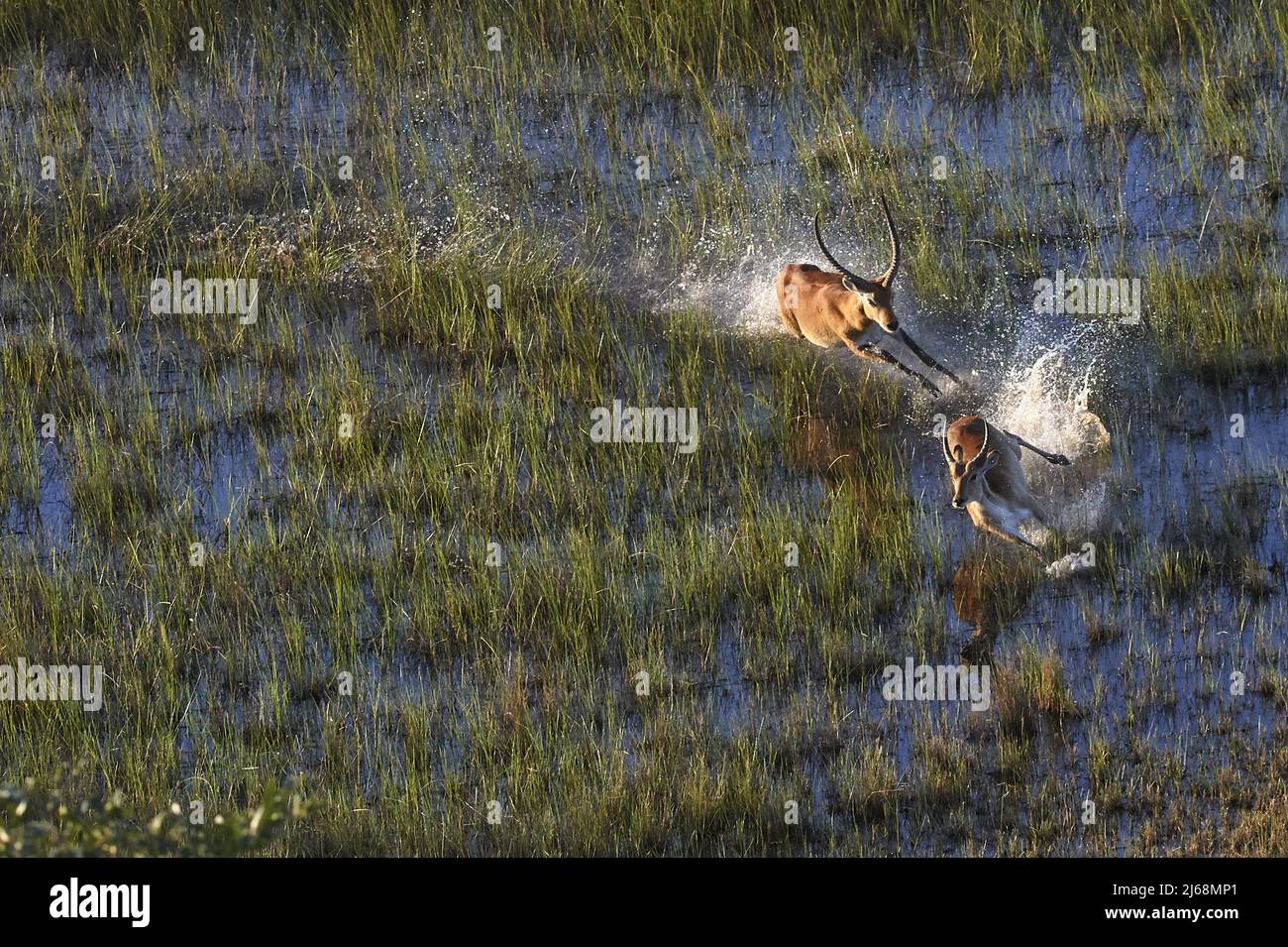 Botswana, Okavango delta, red lechwe in the swamp Stock Photo - Alamy