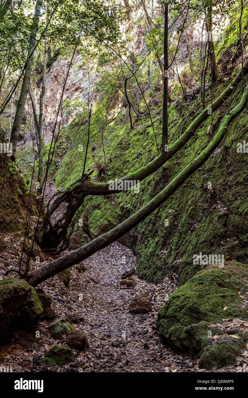 Flowers and trees in the Finca de Osorio Botanical Park near Teror ...