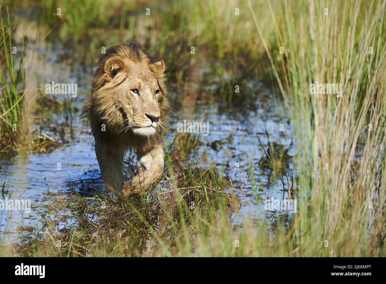 Okavango safari lion hi-res stock photography and images - Alamy