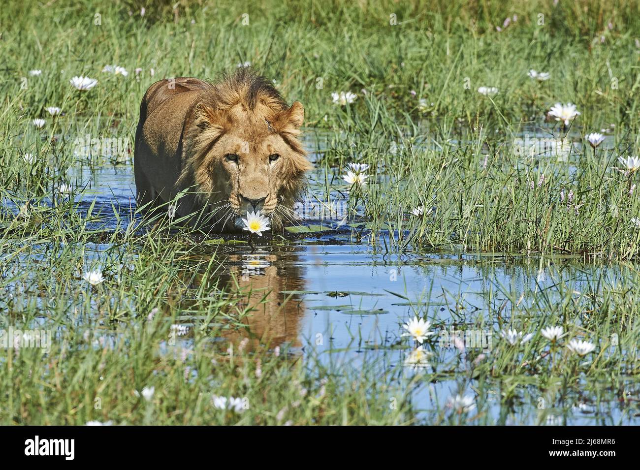 Okavango delta lion water hi-res stock photography and images - Alamy