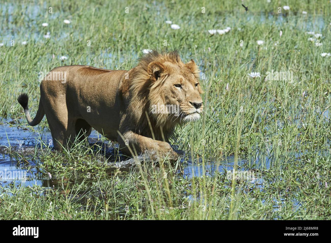 Okavango delta moremi lion hi-res stock photography and images - Alamy