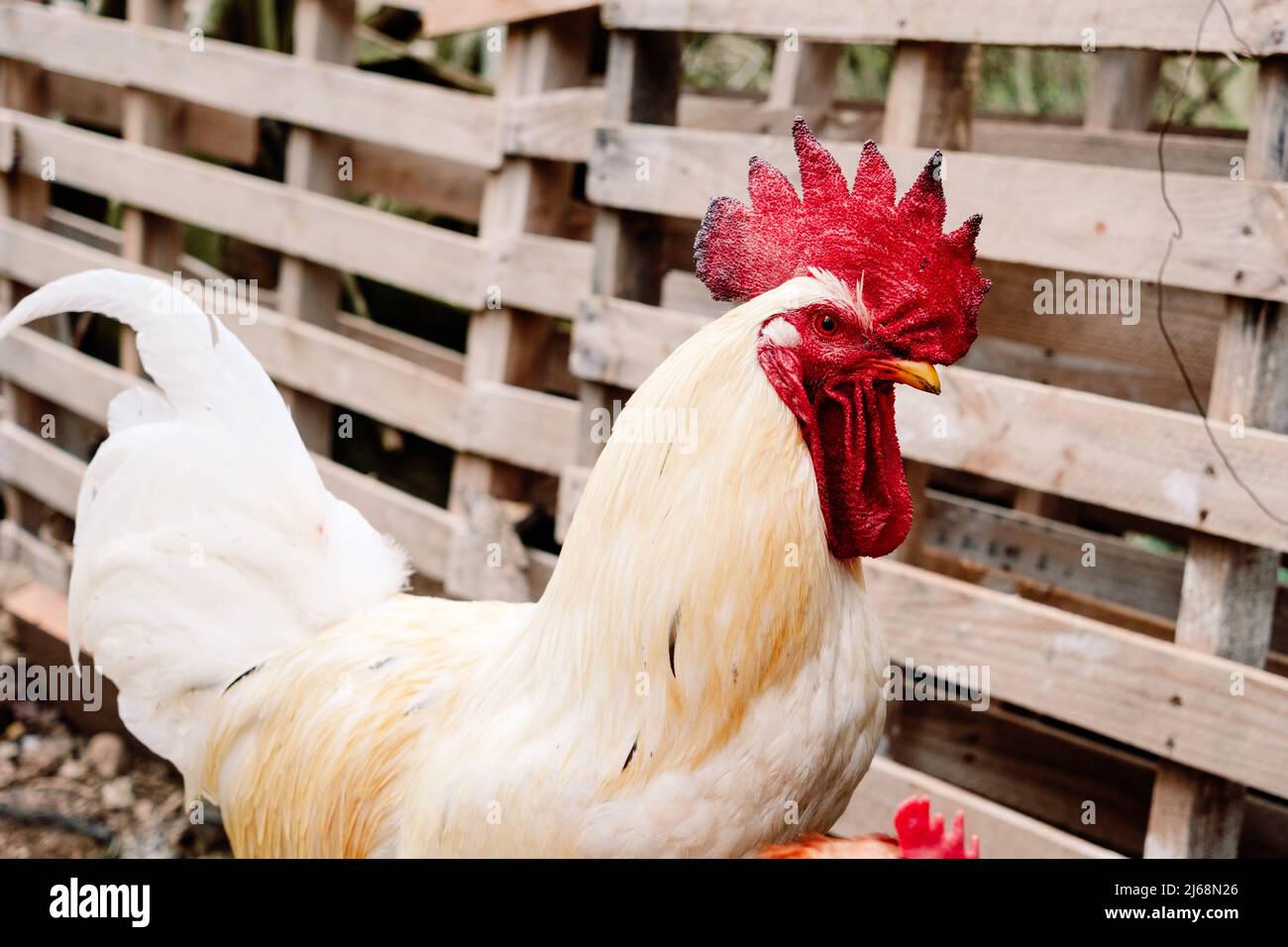 Sustainable and ecological farming, a proud rooster in his chicken coop ...
