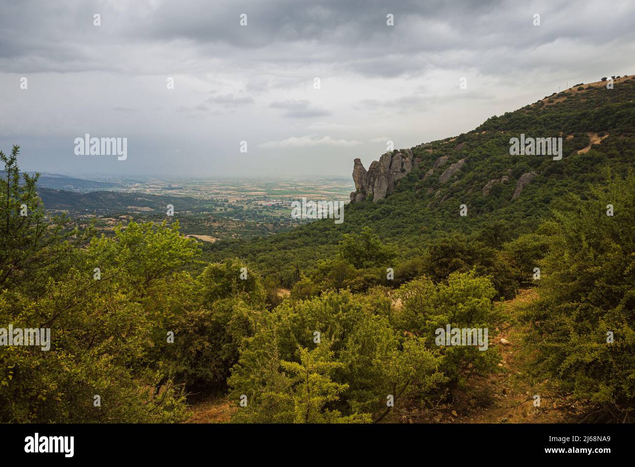 Oak trees greece hi-res stock photography and images - Alamy