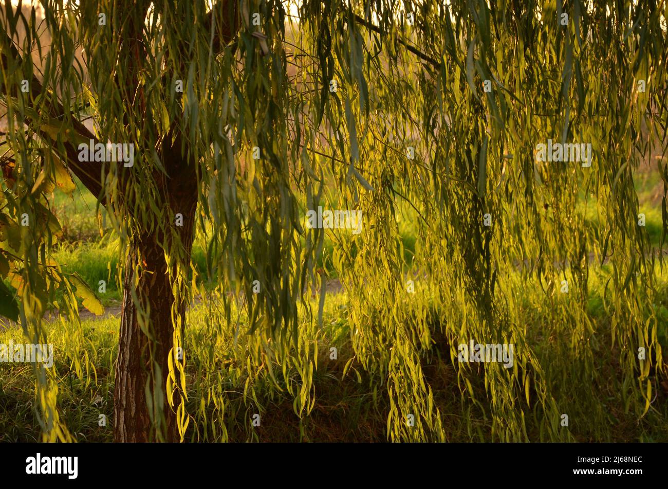 Photos taken at sunset while on a stroll through the beautiful ...