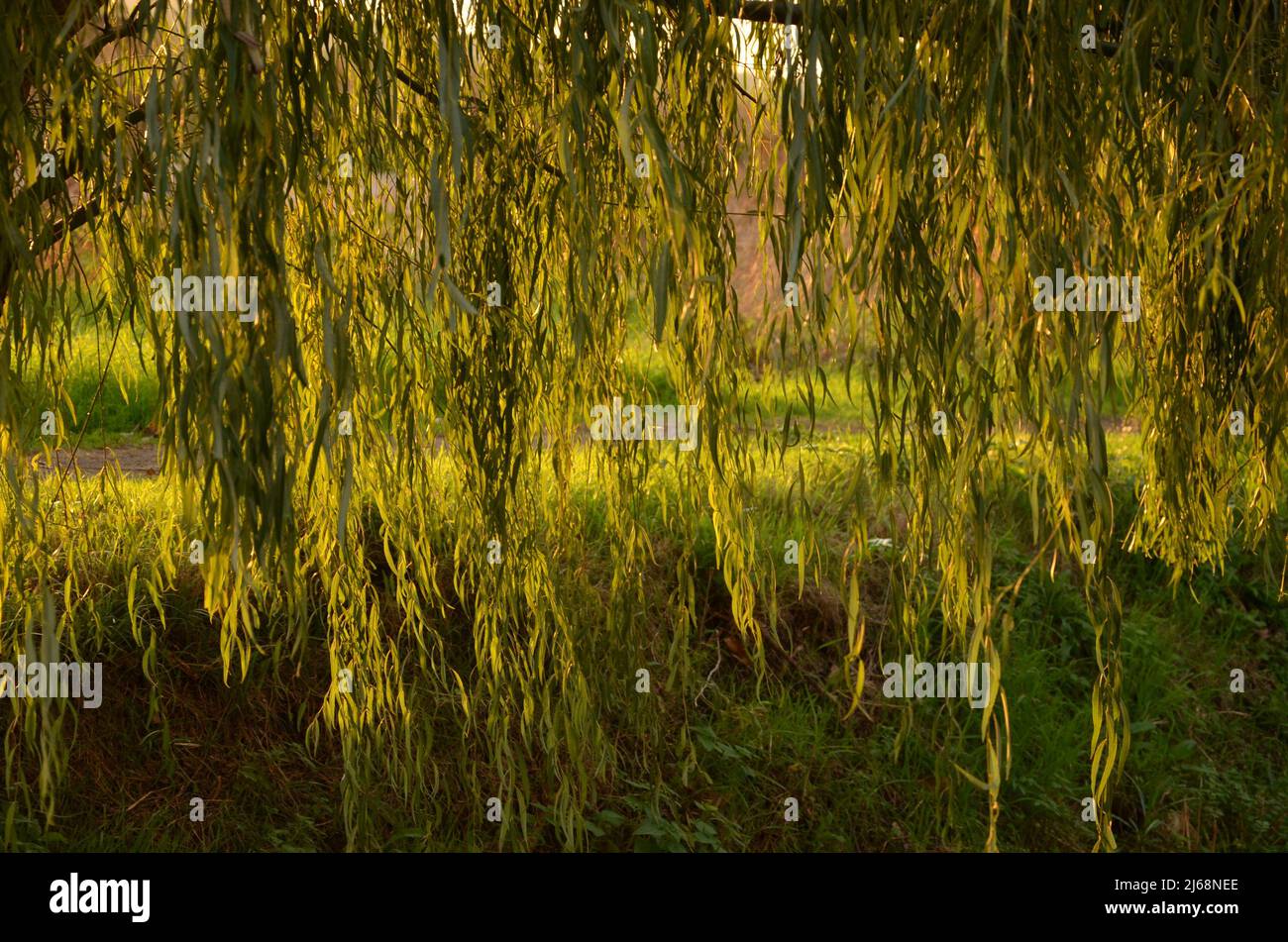 Photos taken at sunset while on a stroll through the beautiful ...